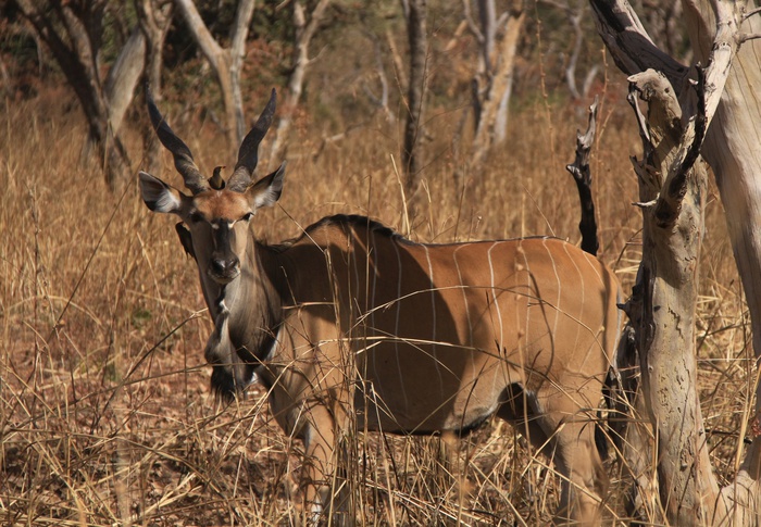 Conservation strategy :: Antelope Conservation