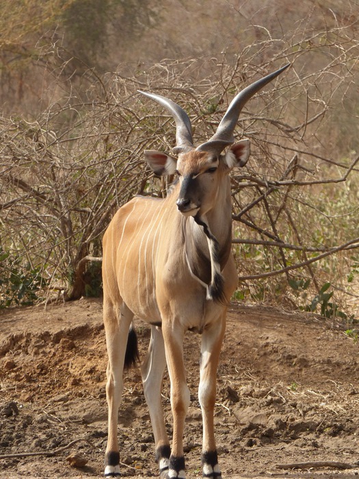 Back home :: Antelope Conservation
